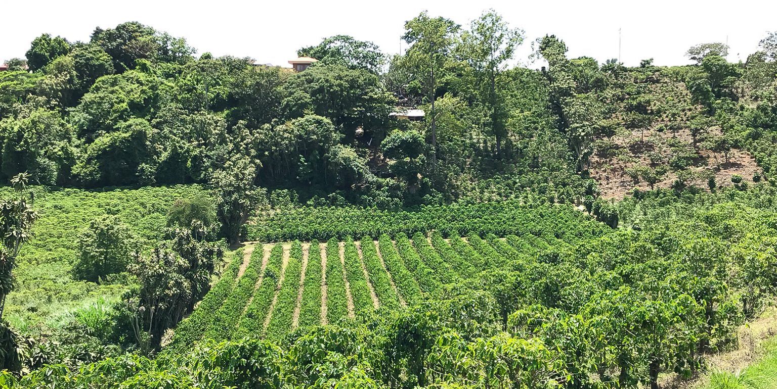 Comprar fincas de café en Costa Rica - NATIVU blog