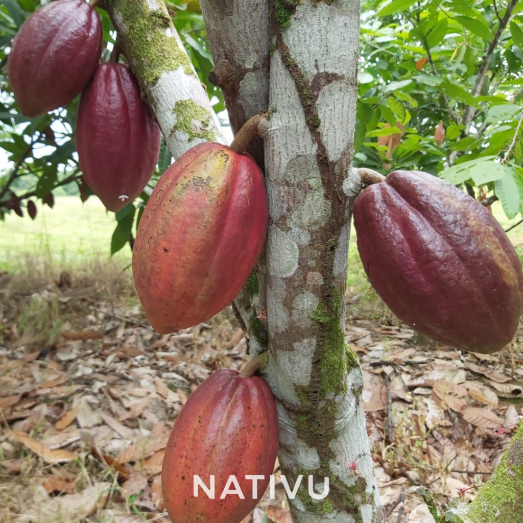 Explore artisanal chocolate with the farms team!