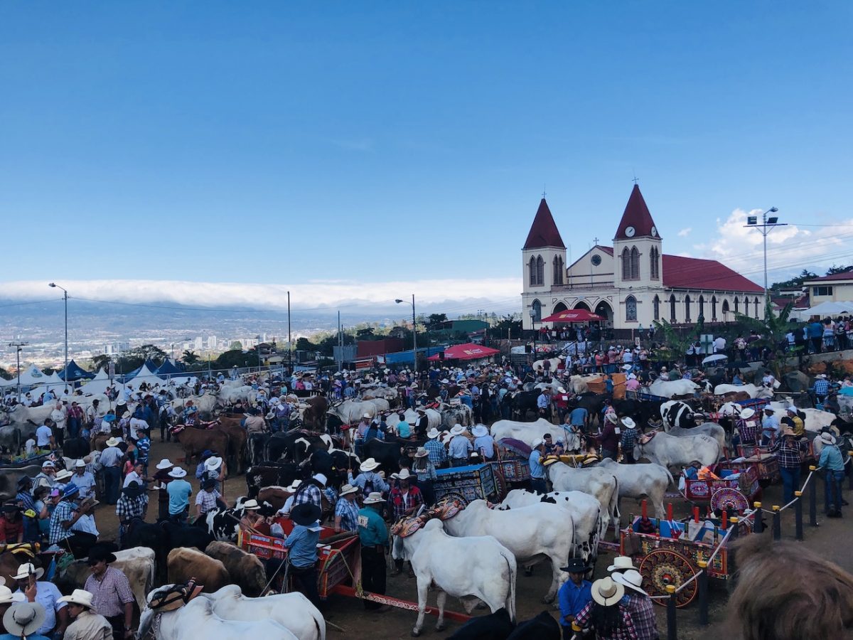 Tradición milenaria: Los Boyeros de Costa Rica - NATIVU blog